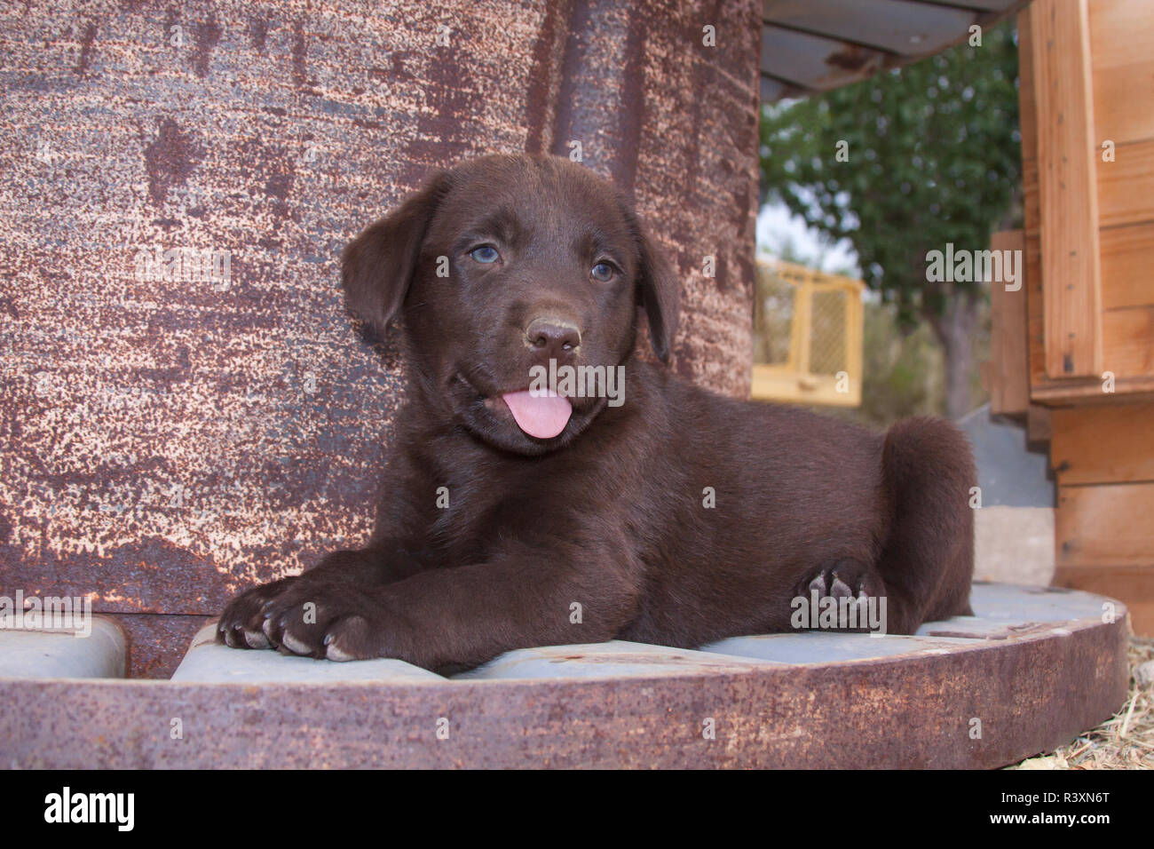 Chocolate Labrador Retriever Puppy Stock Photos & Chocolate Labrador ...