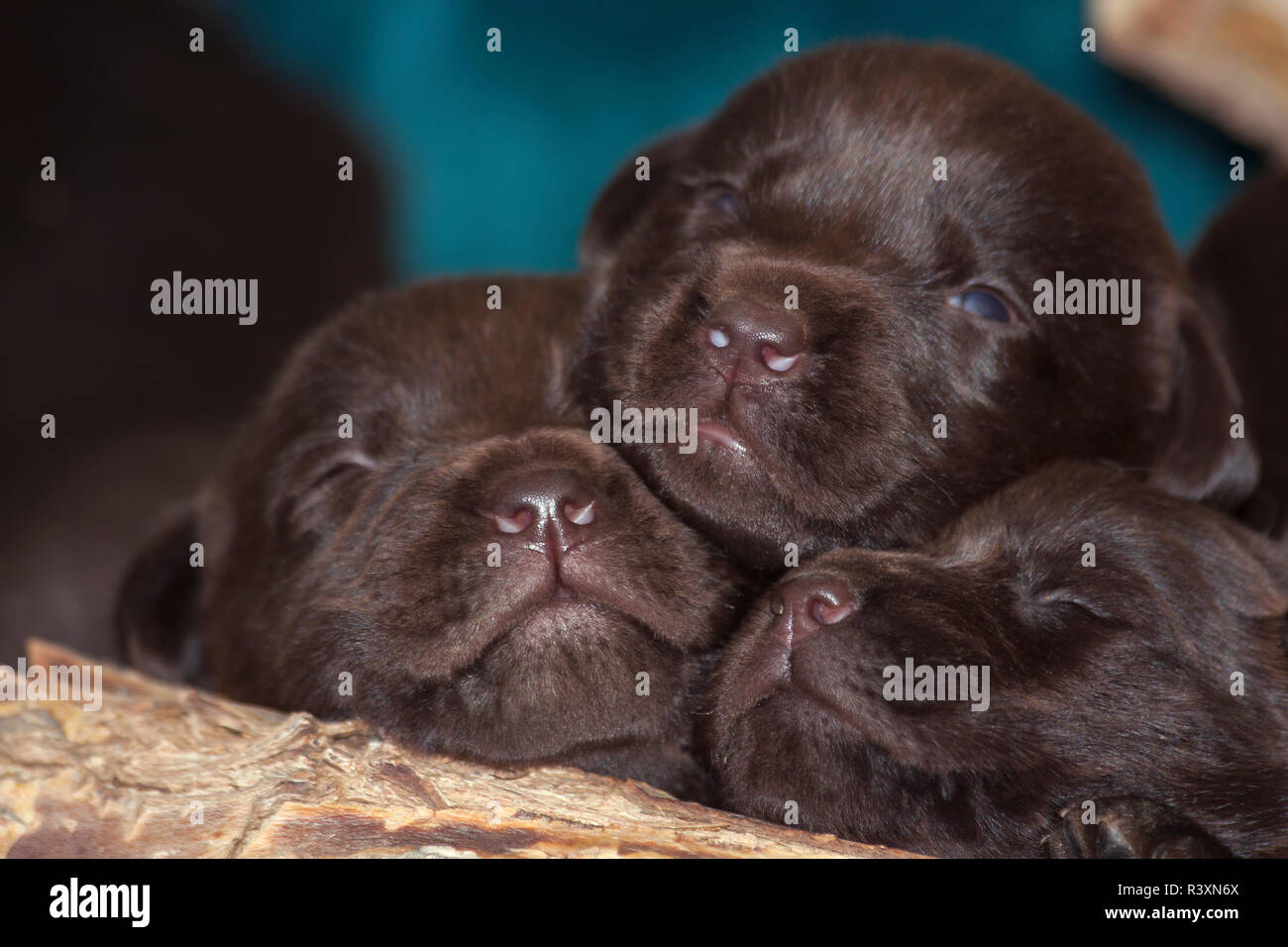 Chocolate labrador retriever puppies hi-res stock photography and ...