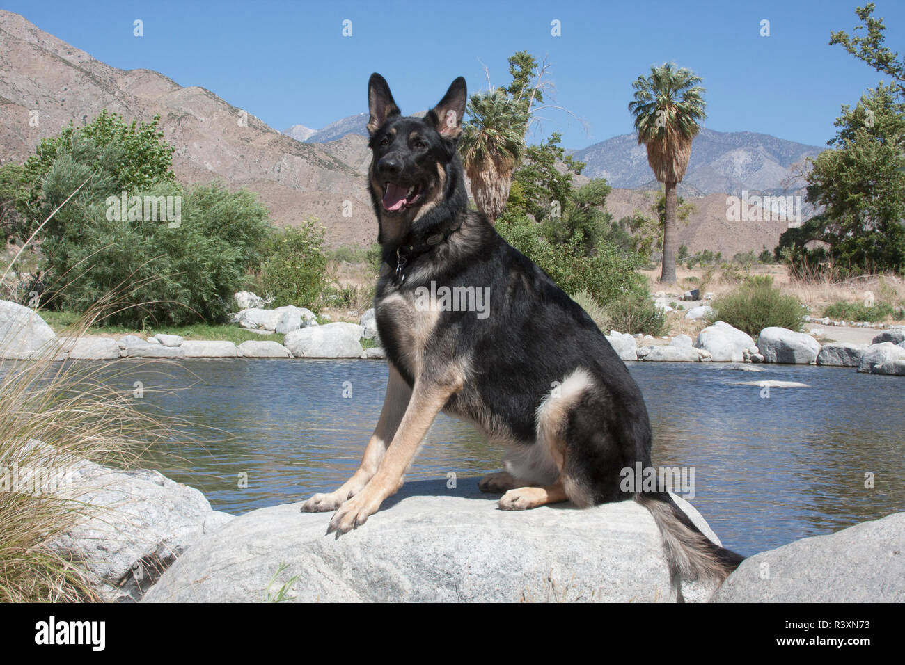 German Shepherd (PR Stock Photo - Alamy
