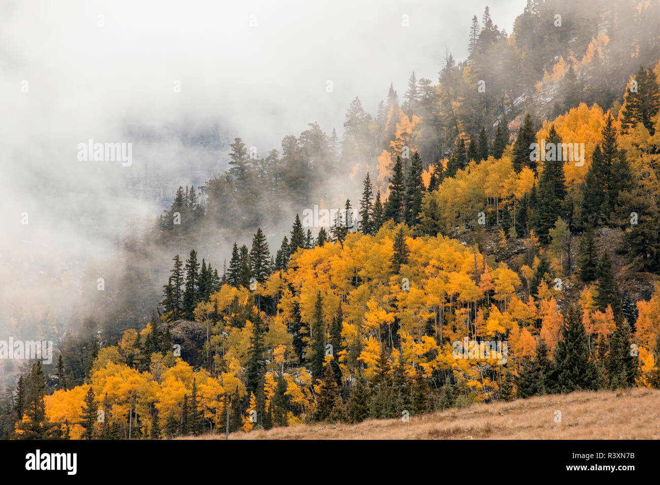 Autumn aspen trees, mist, and mountain slope at sunrise, from Million ...