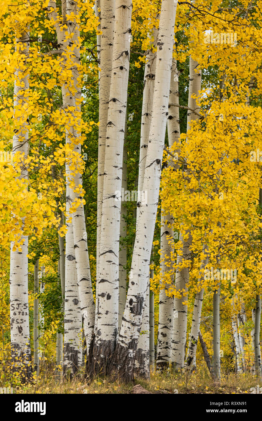 Stand of aspen trees and trunks in fall color, Uncompahgre National ...