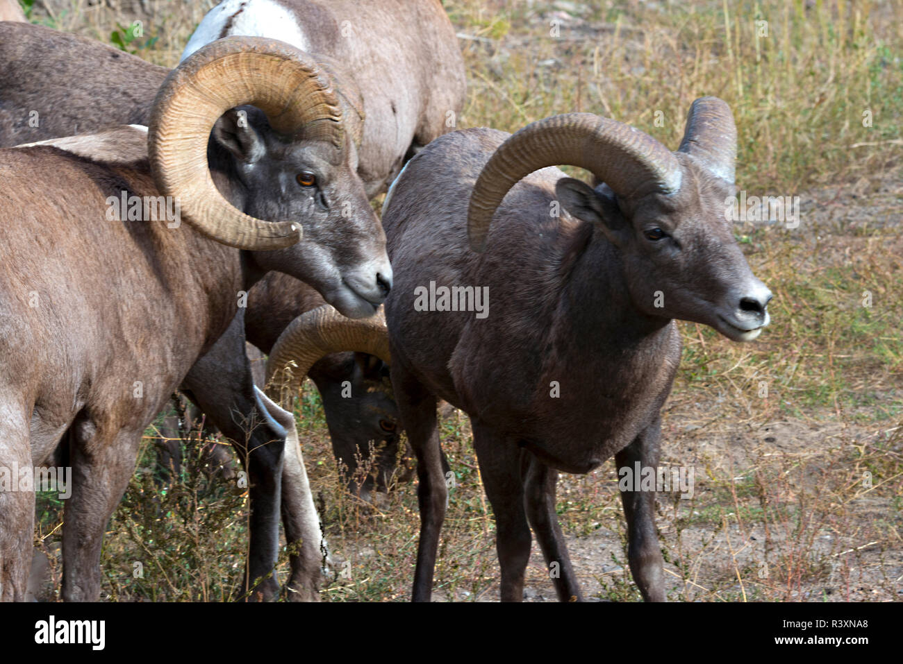 Colorado rams hi-res stock photography and images - Alamy