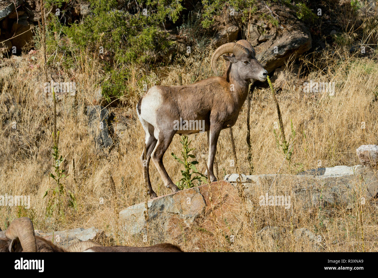 Colorado rams hi-res stock photography and images - Alamy