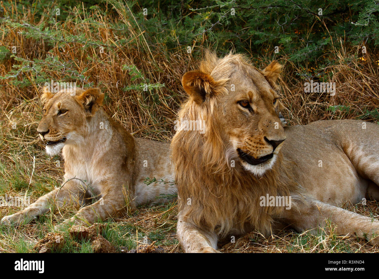 Lions great hunters and a sociable animals Stock Photo - Alamy