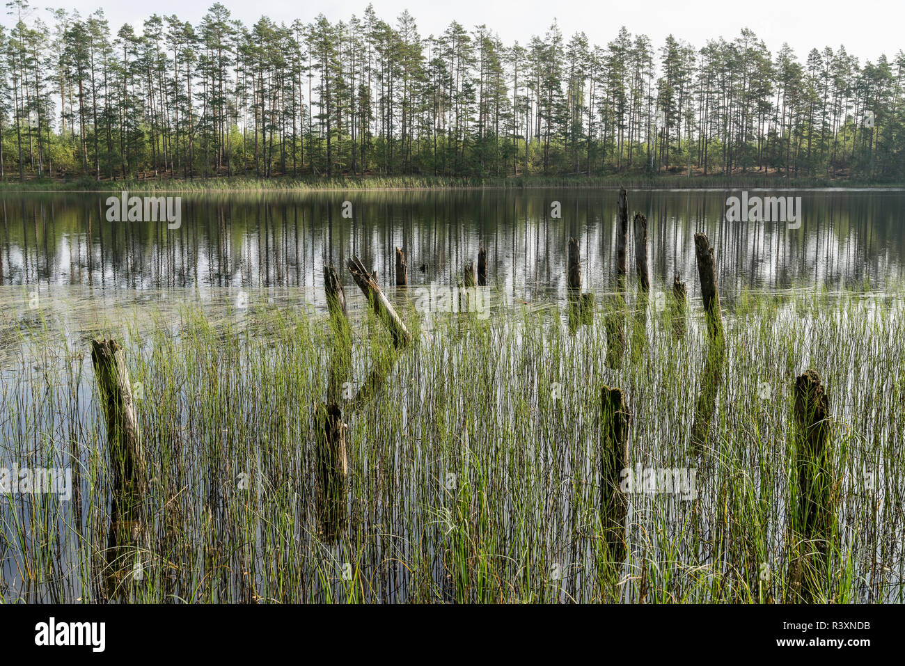 Remnants of the old abandoned wooden bridge. Desolate pier. Forest and ...