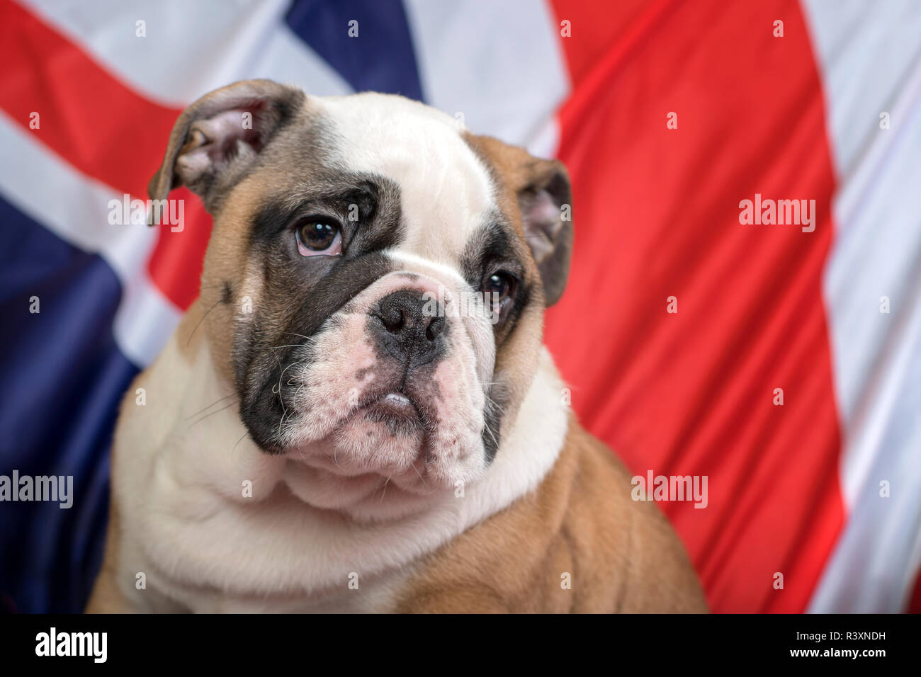 English bulldog flag hi-res stock photography and images - Alamy