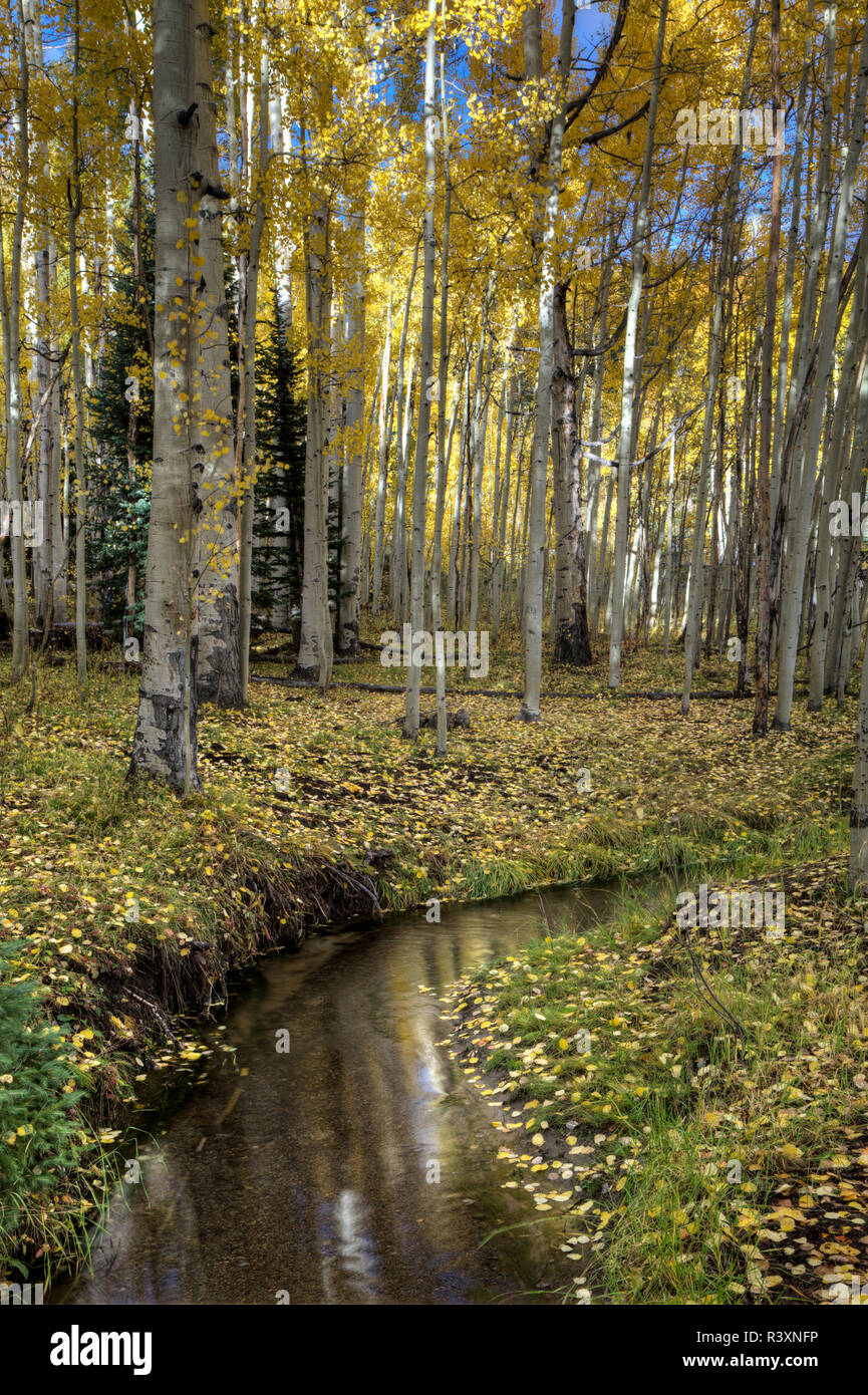 Mountain stream in colorado forest hi-res stock photography and images ...
