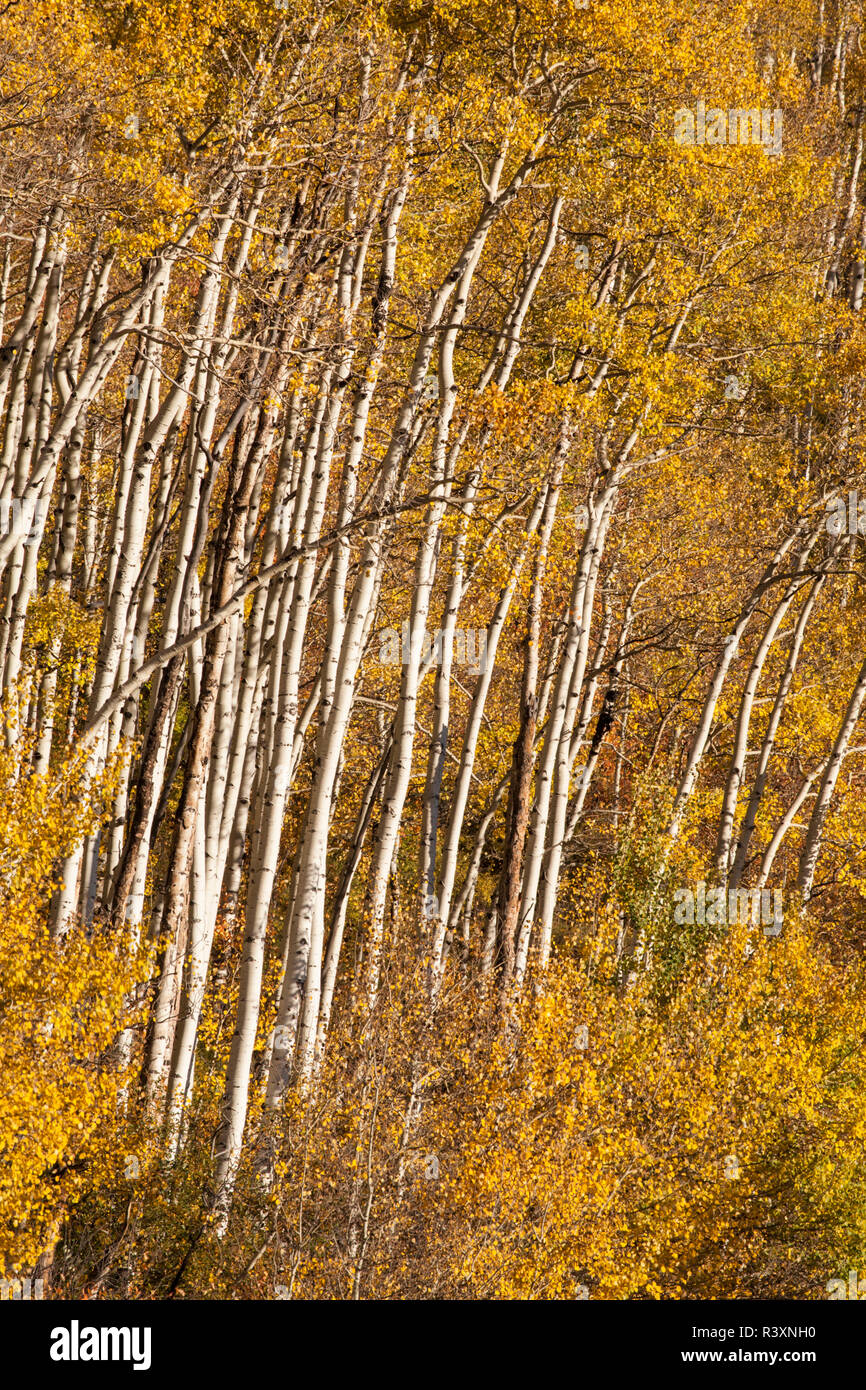 USA, Colorado. Autumn color in aspen trees Stock Photo - Alamy