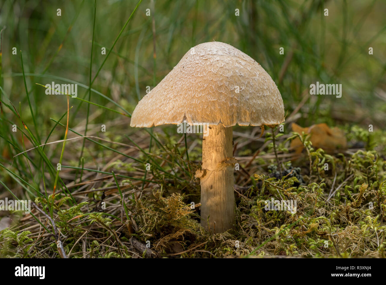 Cortinarius caperatus. Gypsy mushroom is edible wild fungus. Brown ...