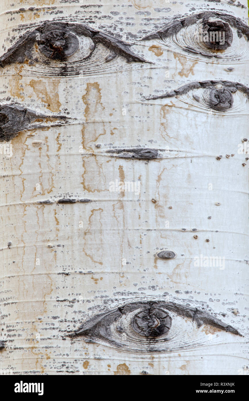 Aspen tree trunk hi-res stock photography and images - Alamy