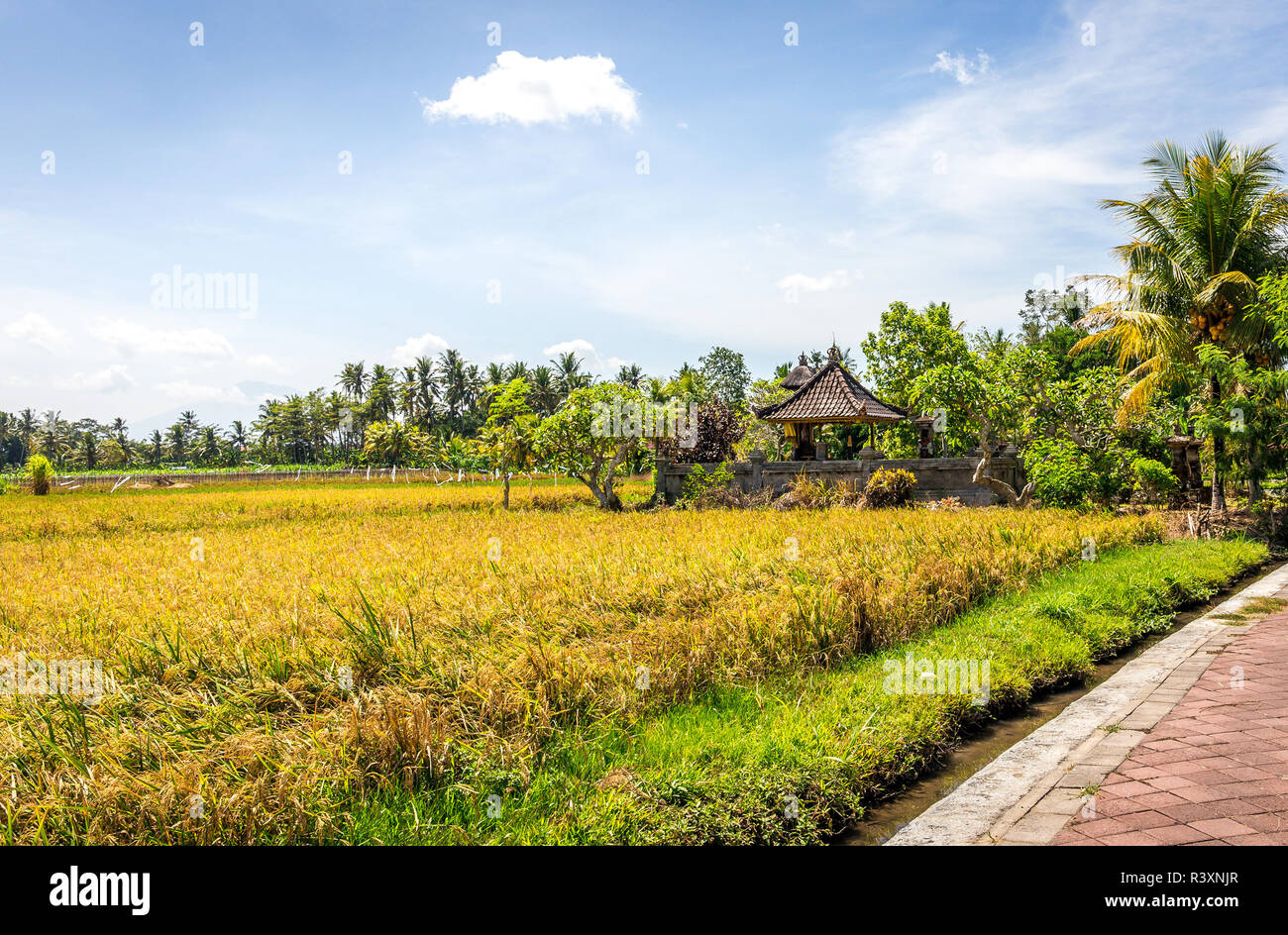 Balinese plains of ripe rice fields, Indonesia Stock Photo - Alamy