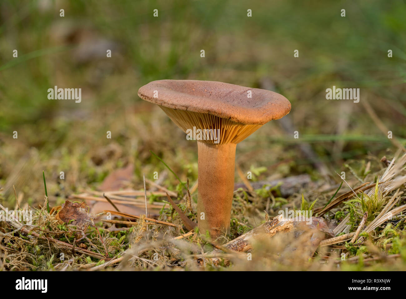 Red hot milk cap hi-res stock photography and images - Alamy