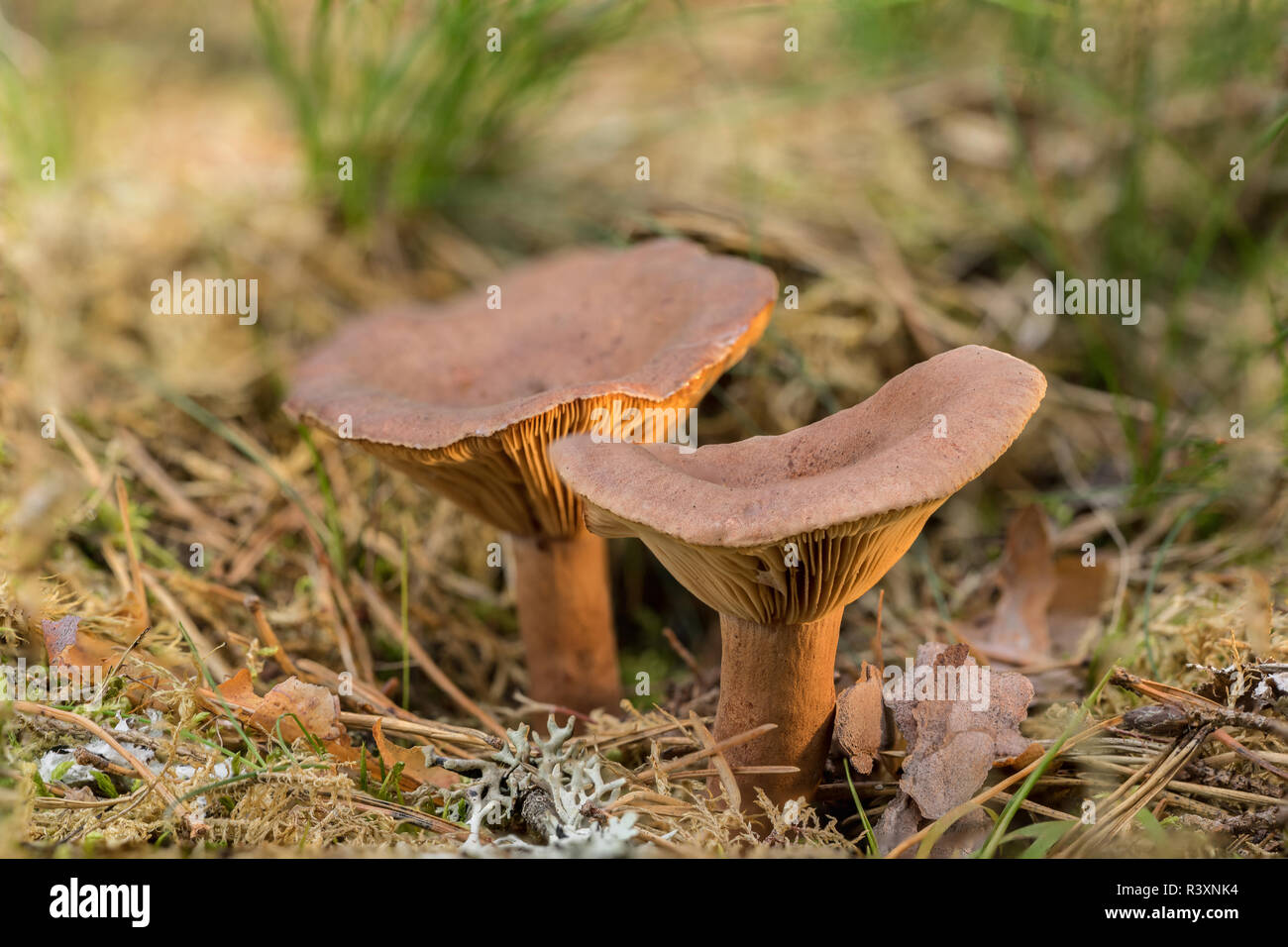 Lactarius rufus hi-res stock photography and images - Alamy