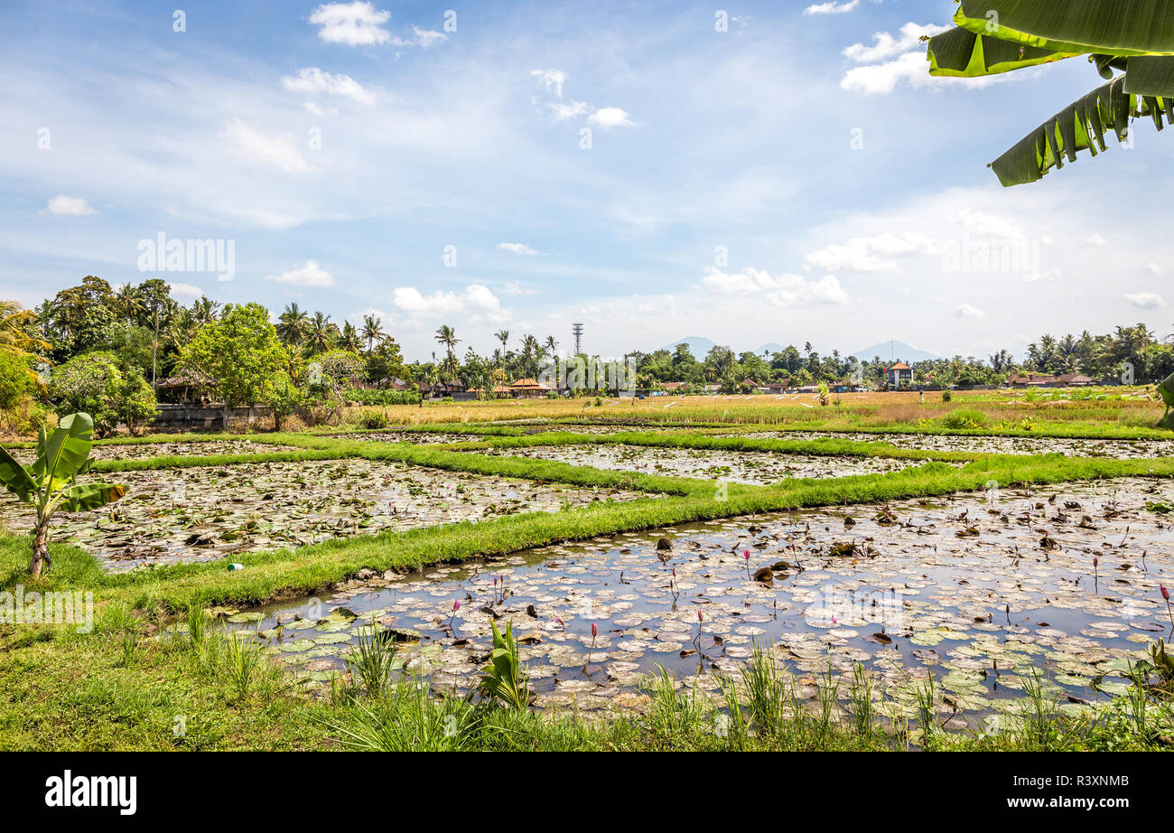 Balinese plains of ripe rice fields, Indonesia Stock Photo - Alamy