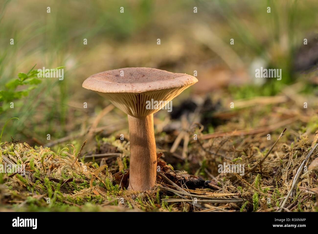 Lactarius rufus. Rufous milkcap, or the red hot milk cap edible wild ...
