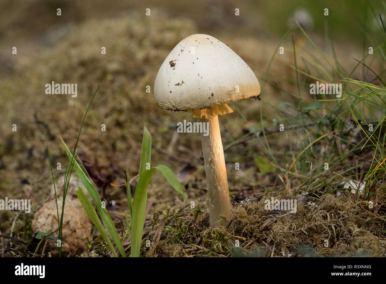 Amanita virosa. destroying angel is deadly poisonous basidiomycete ...