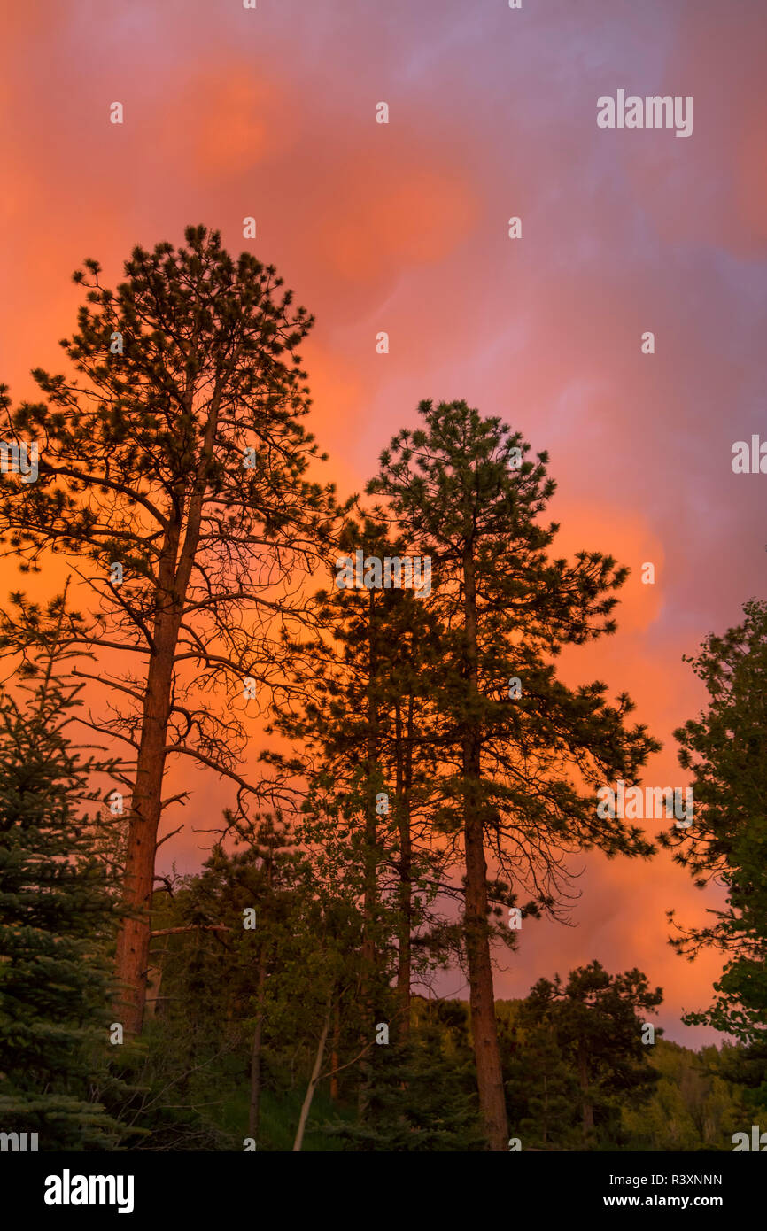 Ponderosa pine trees hi-res stock photography and images - Alamy