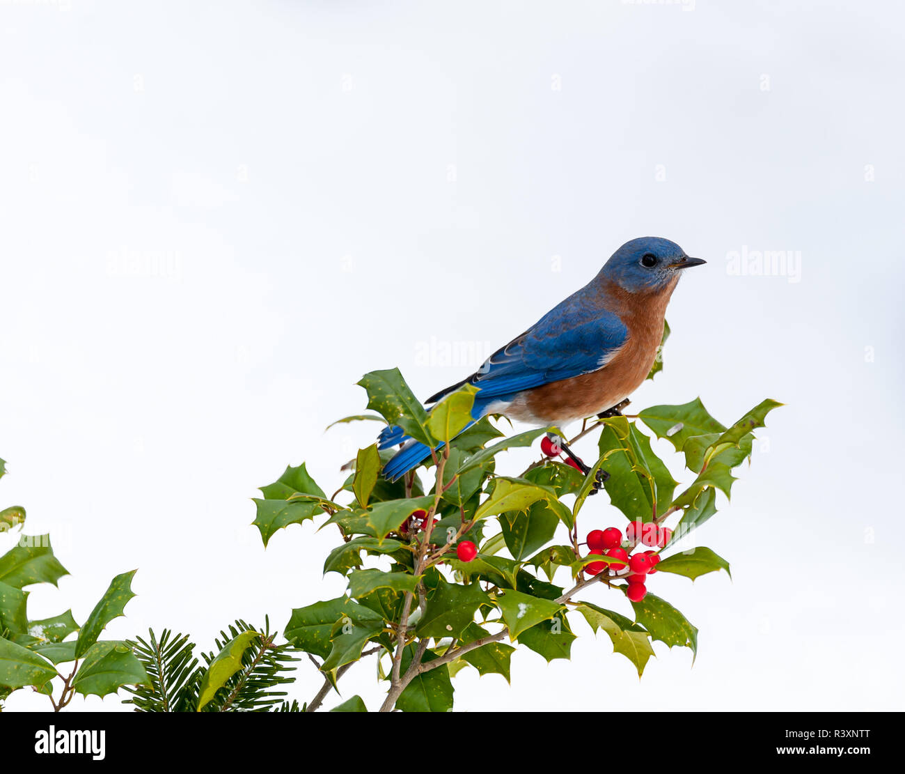 Holly Berries Birds High Resolution Stock Photography and Images - Alamy