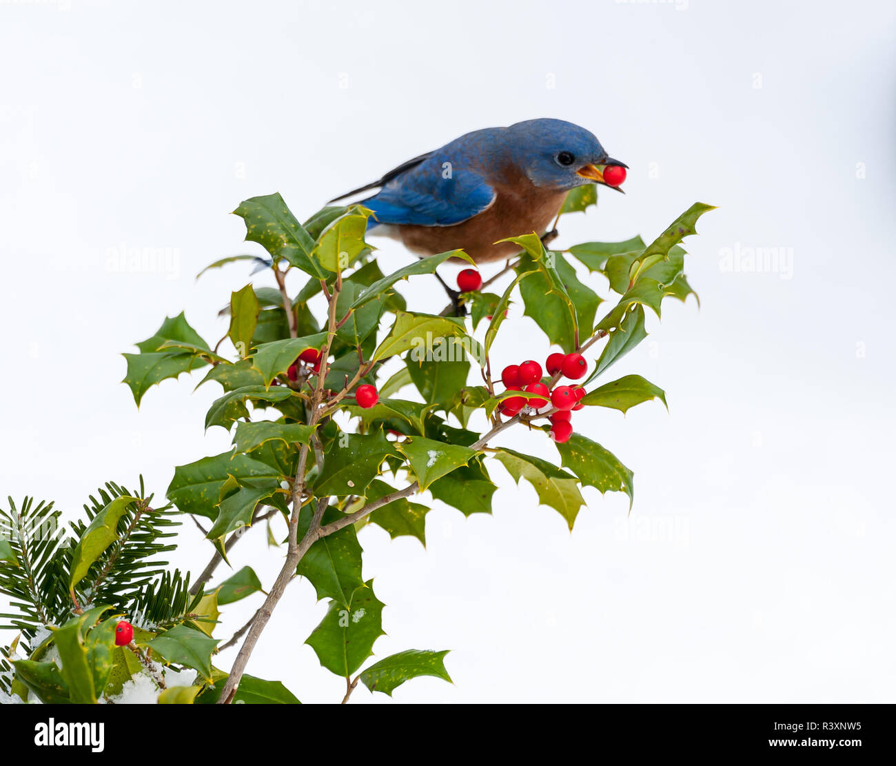 Holly Berry Stock Photos & Holly Berry Stock Images - Alamy