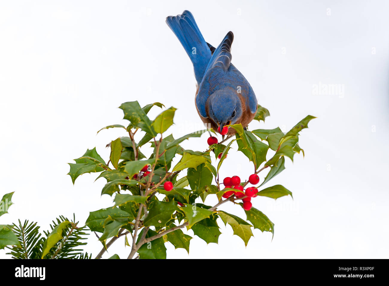 Eastern bluebird sitting in holly branches and grabbing a holly berry ...
