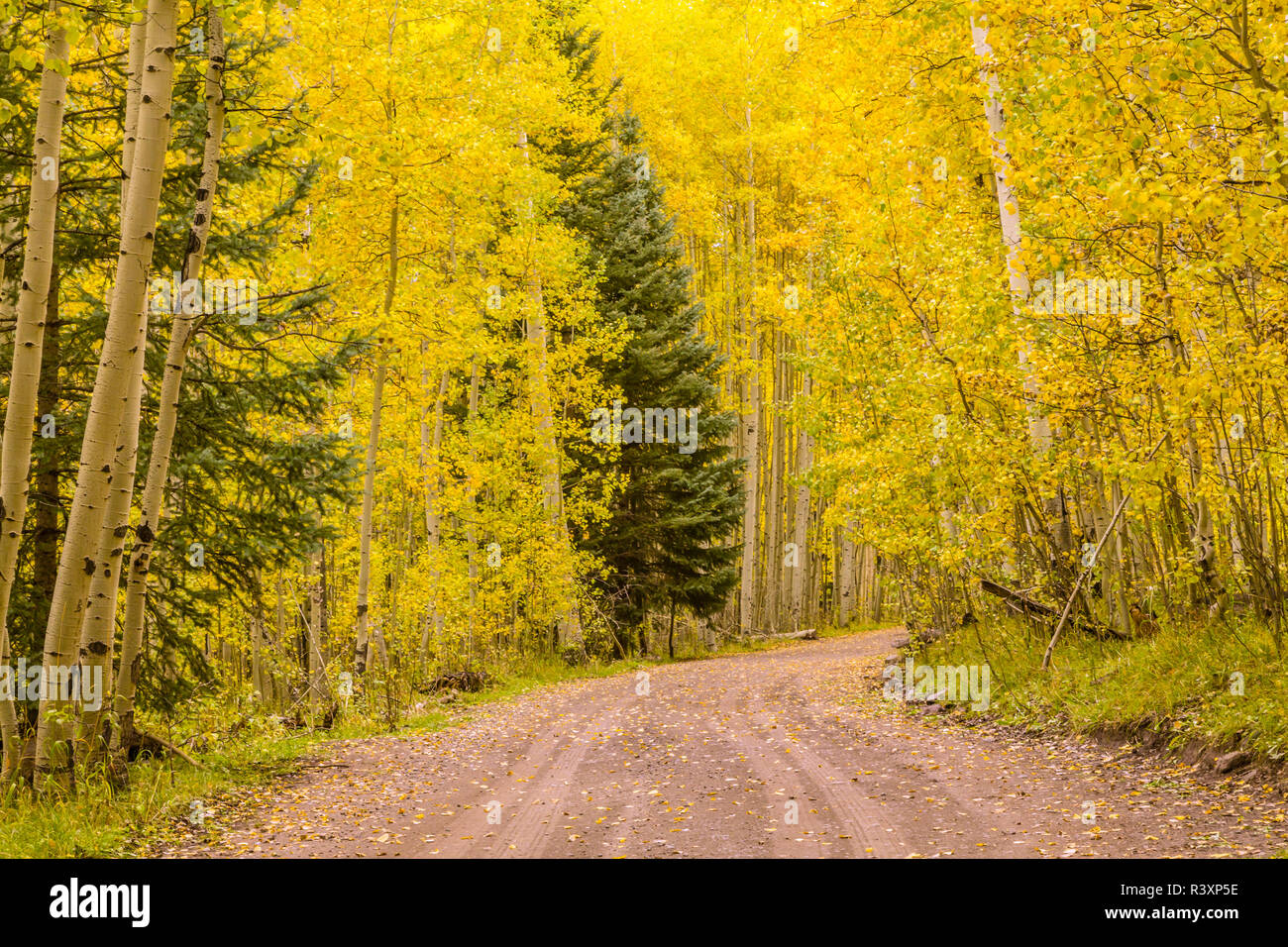 National forest road hi-res stock photography and images - Alamy