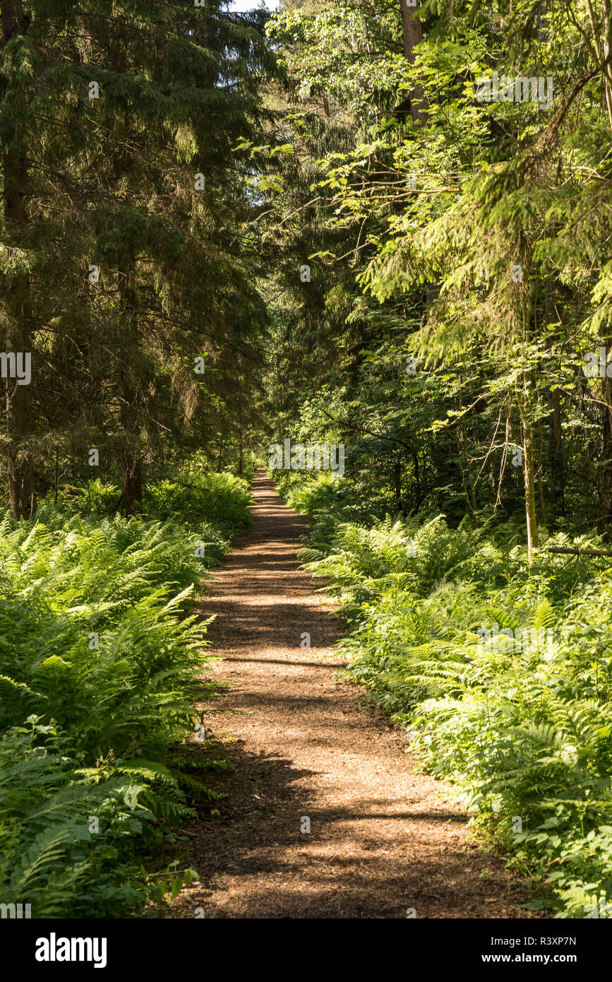 Trail in the woods in beautiful spring landscape. Walking path in the ...