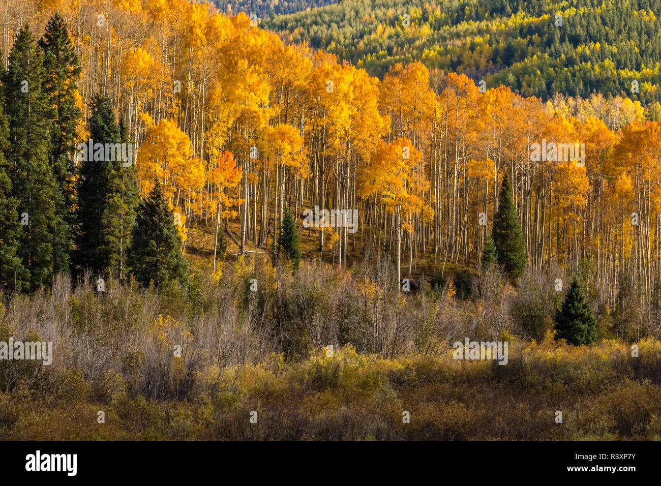 USA, Colorado, Gunnison National Forest. Mountain trees in fall color ...