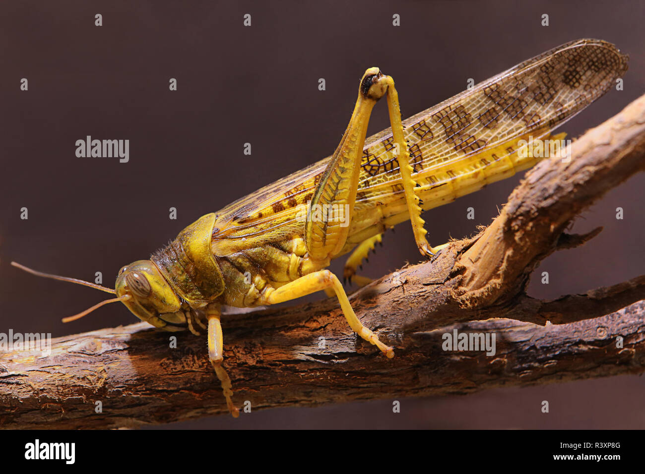 Orthoptera schistocerca gregaria hi-res stock photography and images ...