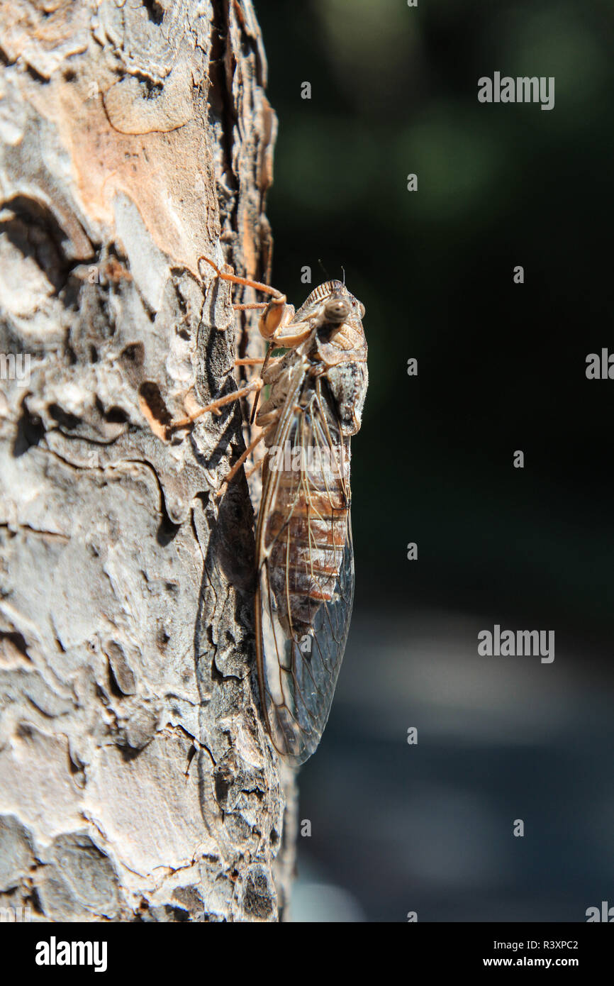 Blattzikaden hi-res stock photography and images - Alamy