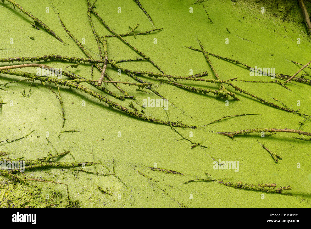 Lemna minor in the river. Common duckweed and branches on the standing ...