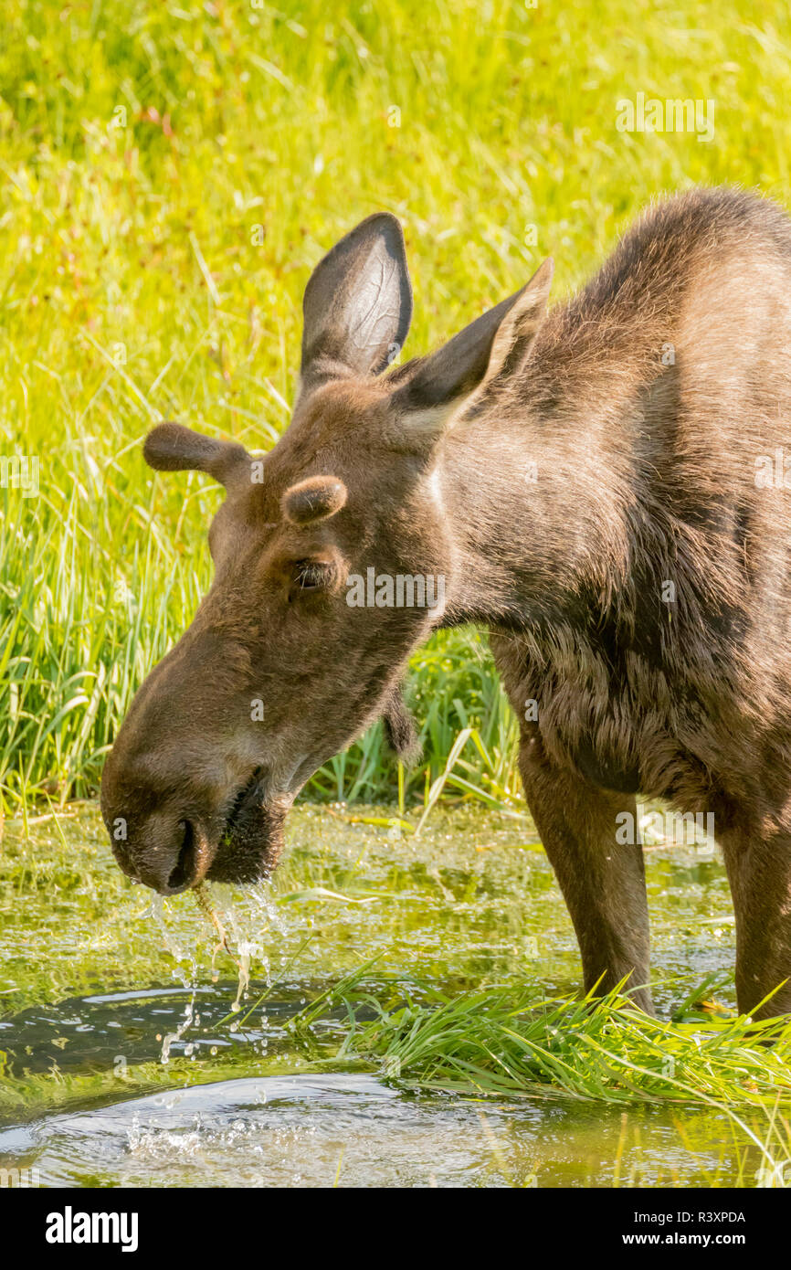 Moose in water hi-res stock photography and images - Alamy