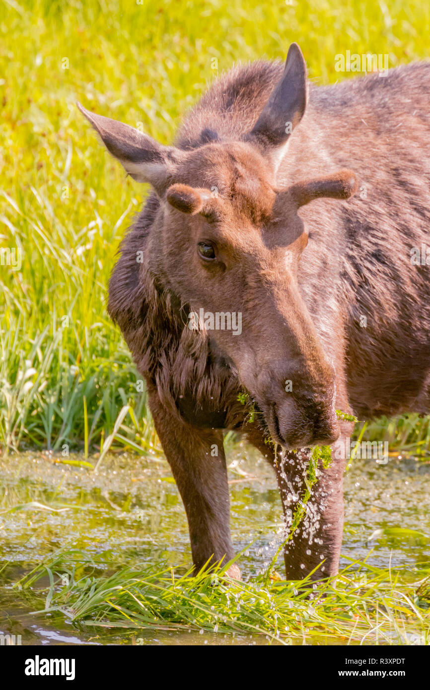 USA, Colorado, Cameron Pass. Bull moose in water. Credit as: Fred Lord ...