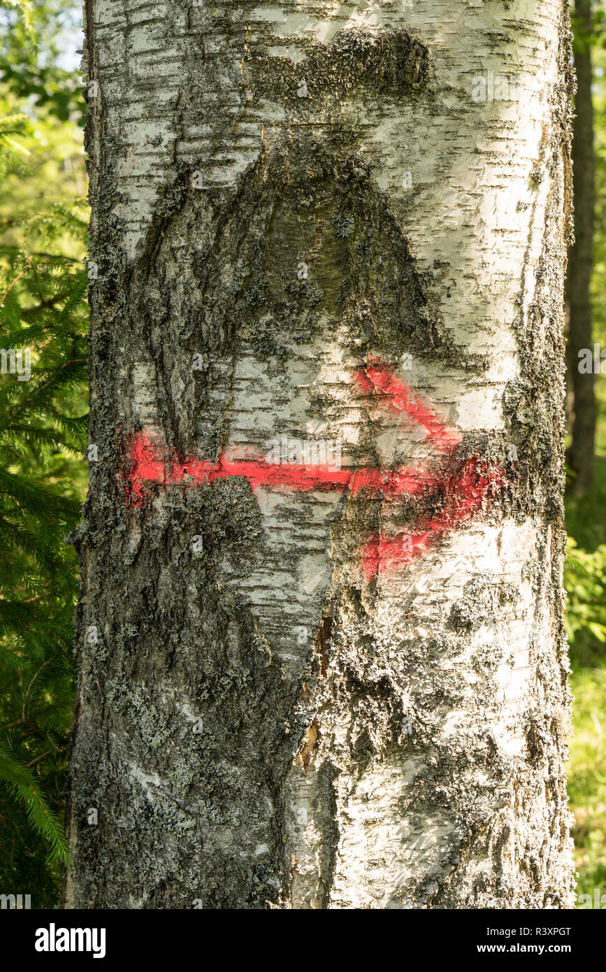 Pink arrow on the birch tree in the mixed forest, natural environment ...