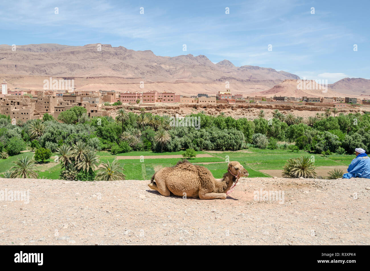 A jung Dromedary (Camelus dromedarius) waiting for tourists in front of ...