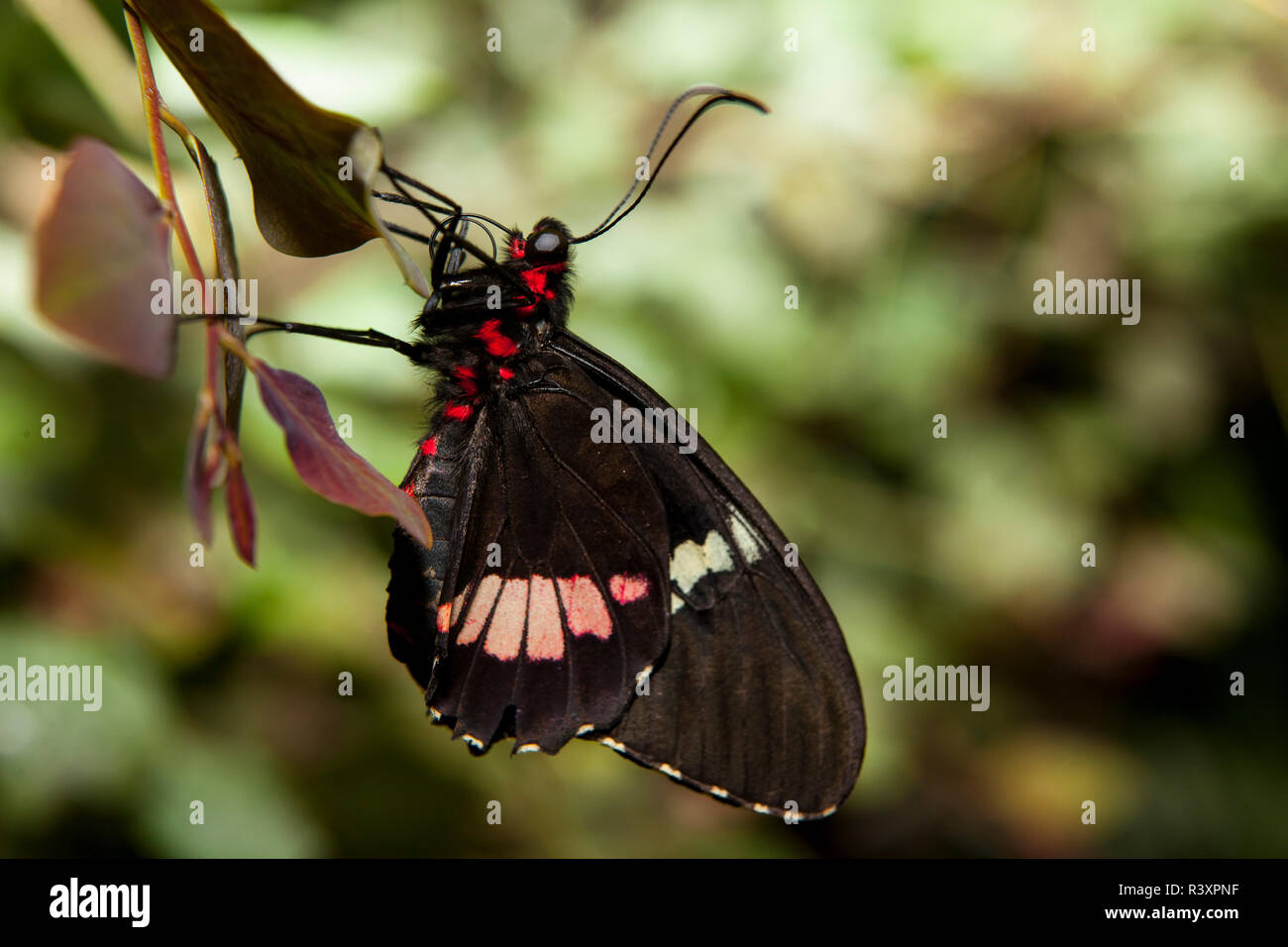 Profile of butterfly hi-res stock photography and images - Alamy