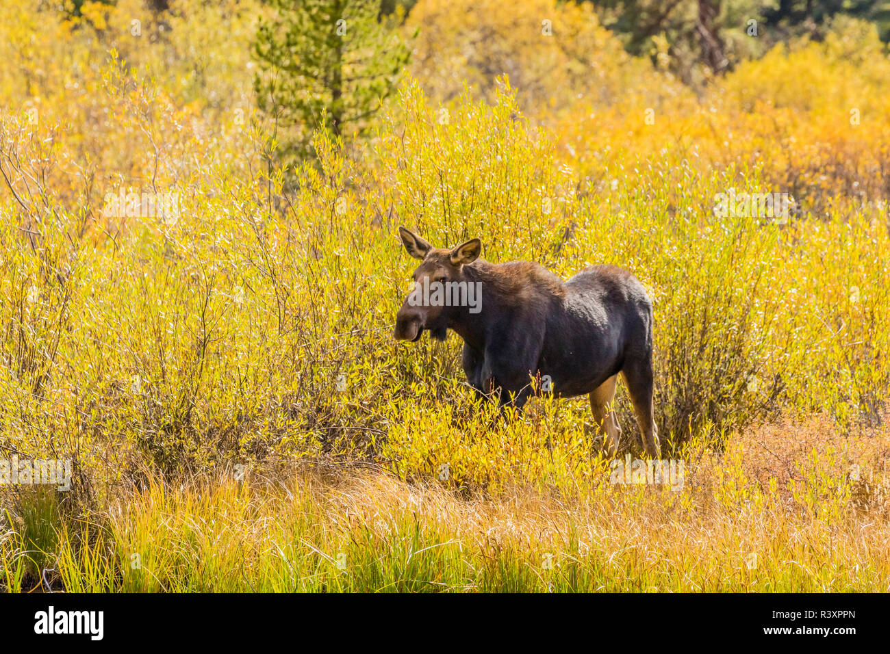 USA, Colorado, Gunnison National Forest. Female moose in bushes Stock ...