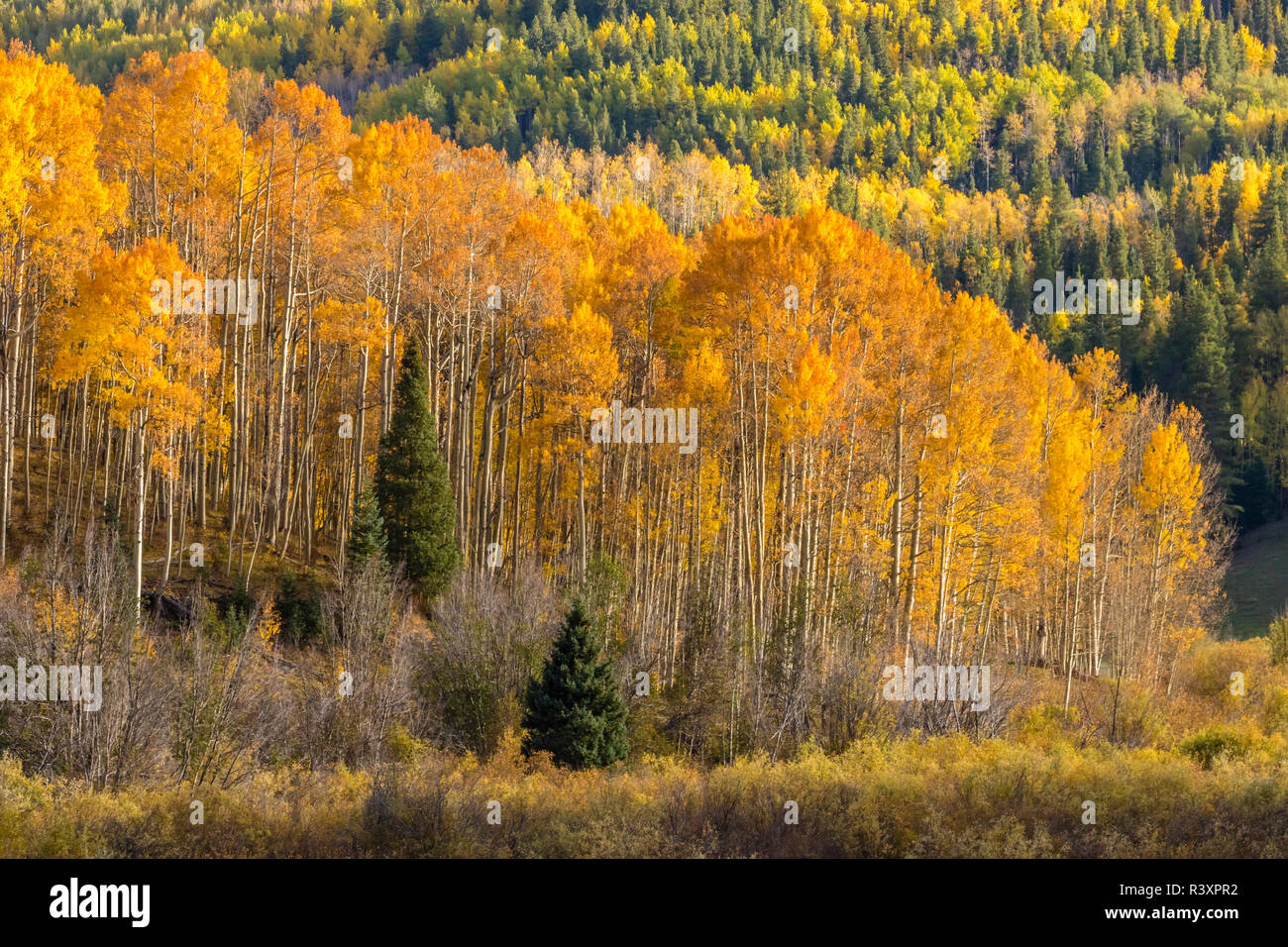 USA, Colorado, Gunnison National Forest. Mountain trees in fall color ...