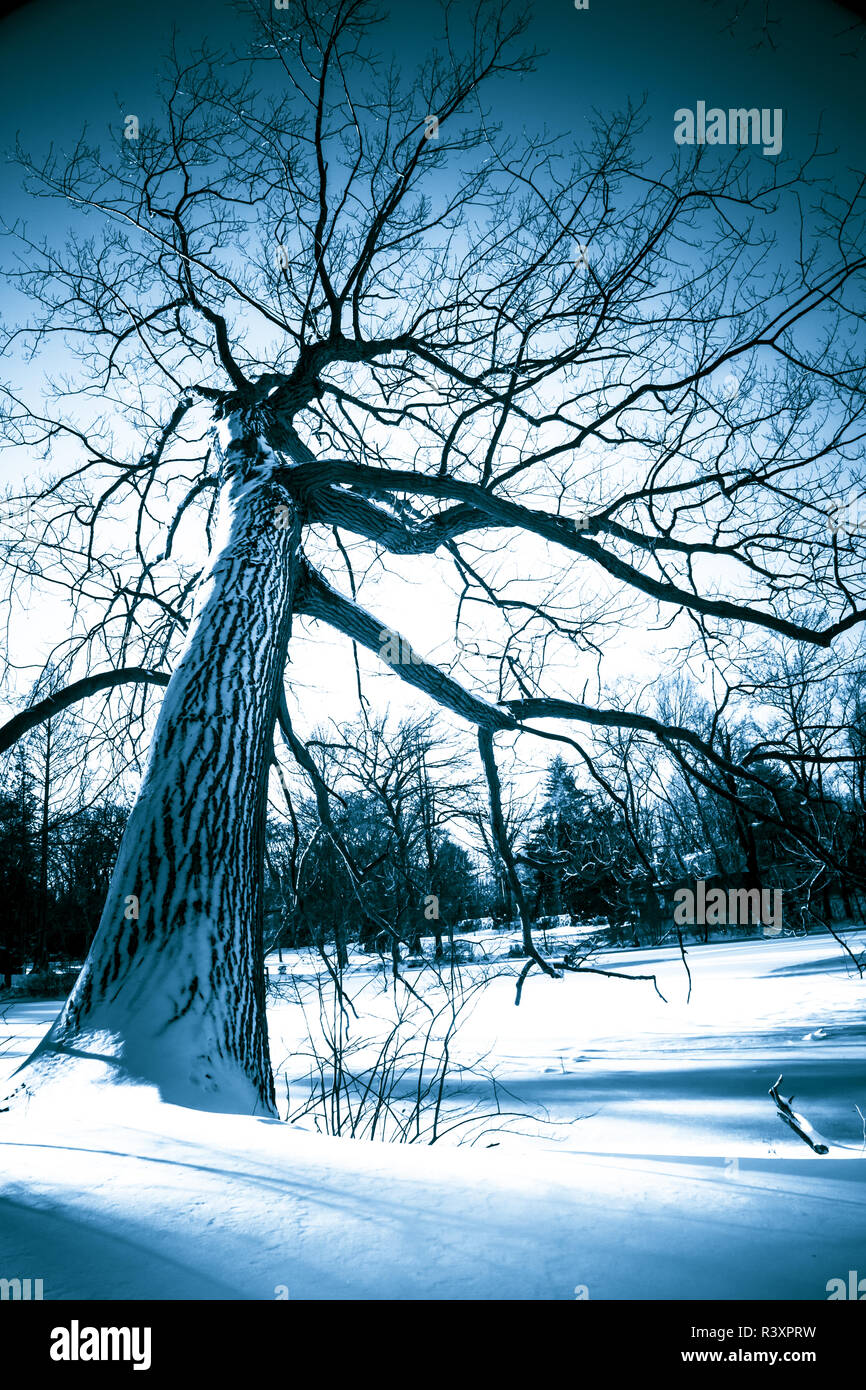 Bare Tree In Winter