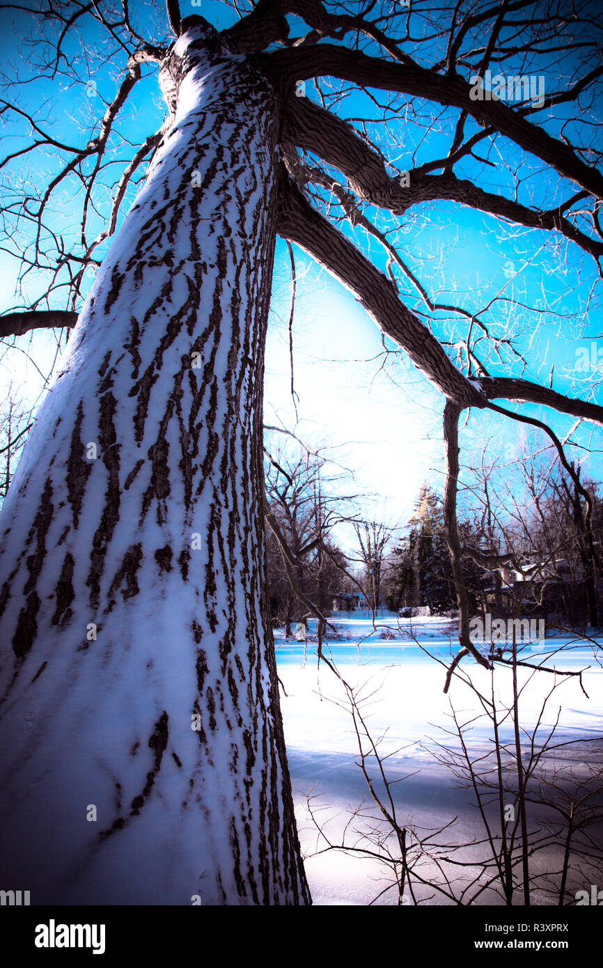 Beautiful Woodland Snow Scene Stock Photos & Beautiful Woodland Snow ...