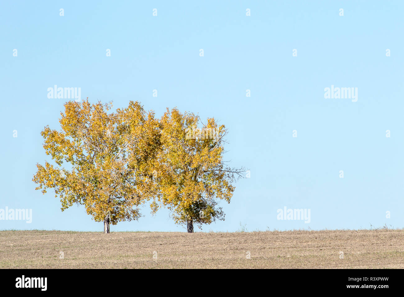Twin Trees Encased in Golden Beauty Stock Photo - Alamy
