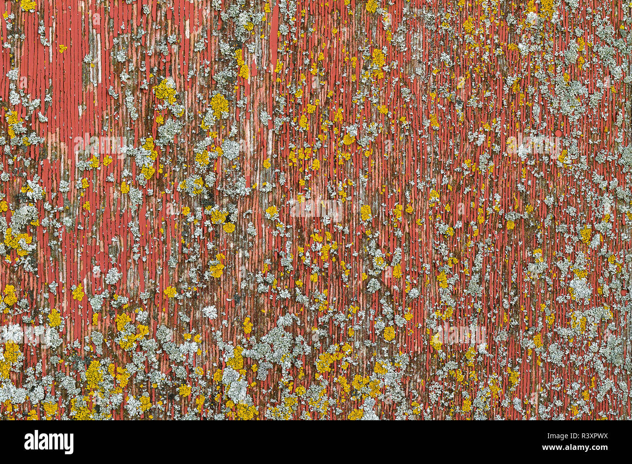 Peeled Paint and Lichen Stock Photo - Alamy