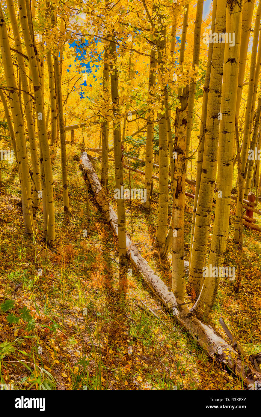 USA, Colorado, Telluride. Aspen trees in autumn. Credit as: Fred Lord ...