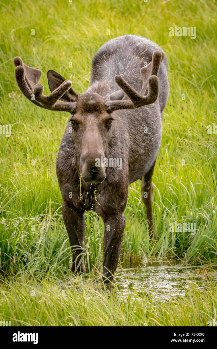 USA, Colorado. Bull moose in water. Credit as: Fred Lord / Jaynes ...