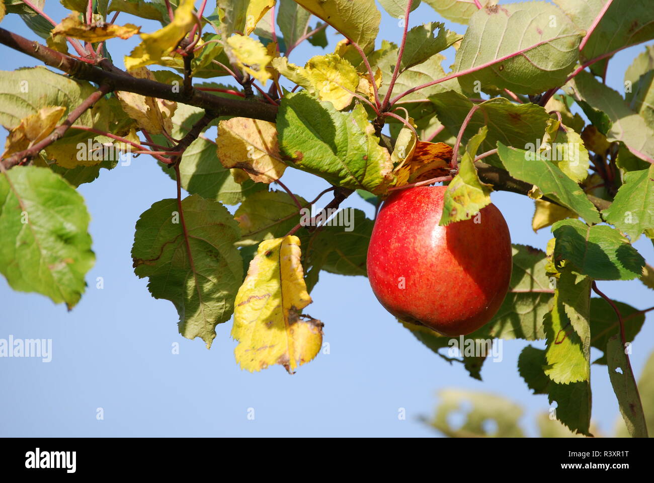 Apples way hi-res stock photography and images - Alamy