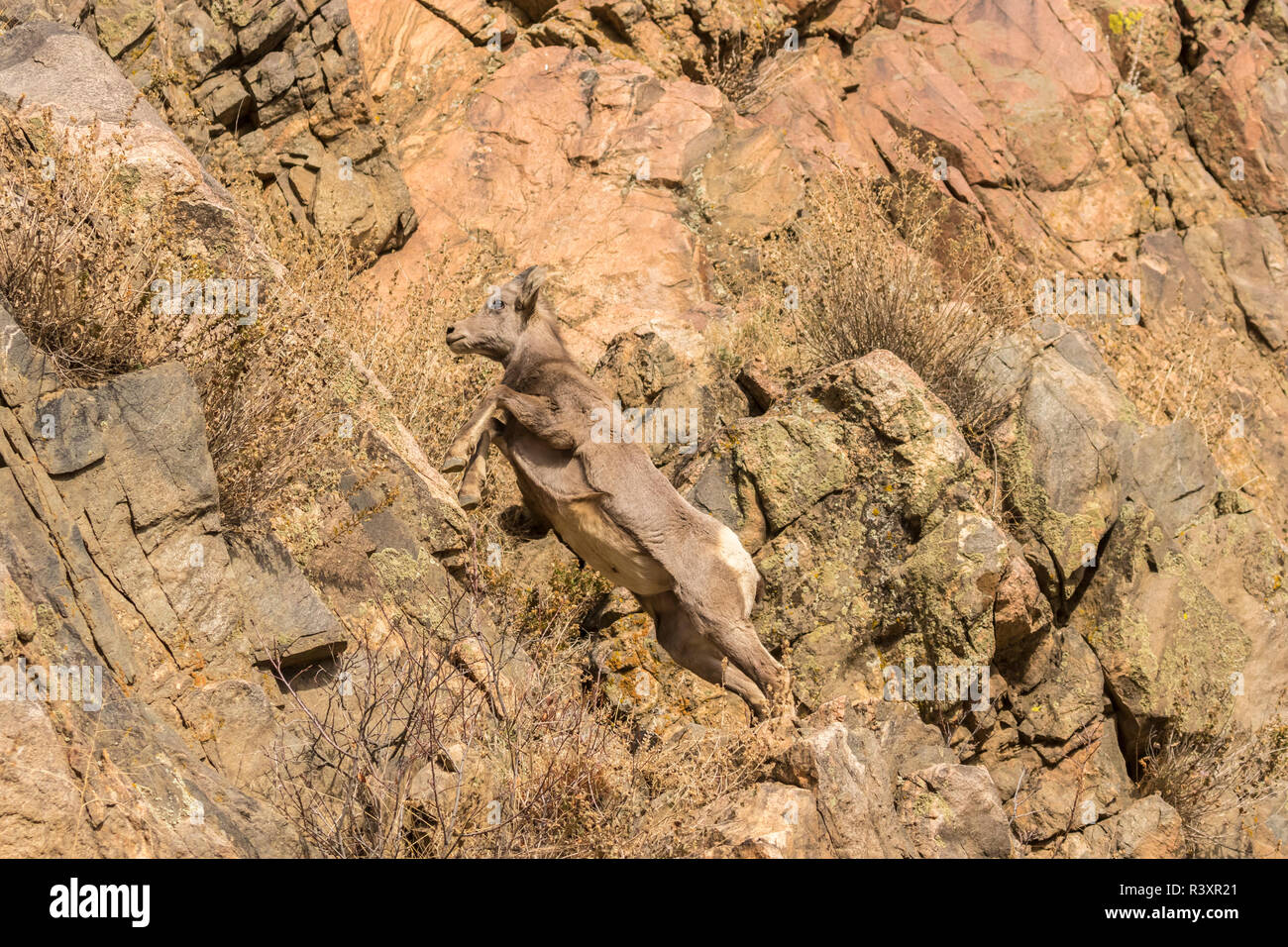 Rock climbing sheep hi-res stock photography and images - Alamy