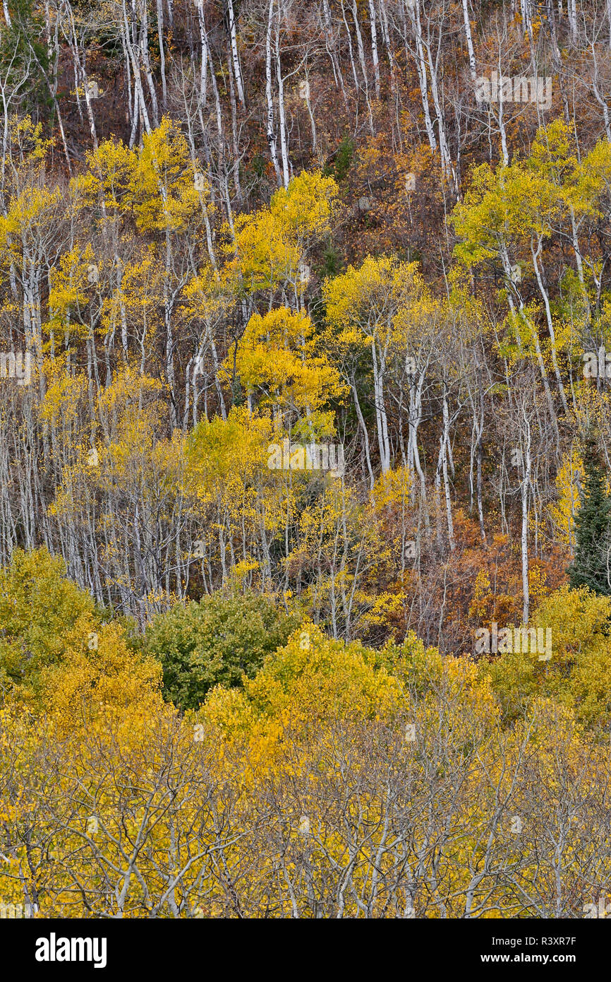 Aspens in fall golden color along McClure Pass, Colorado Stock Photo ...
