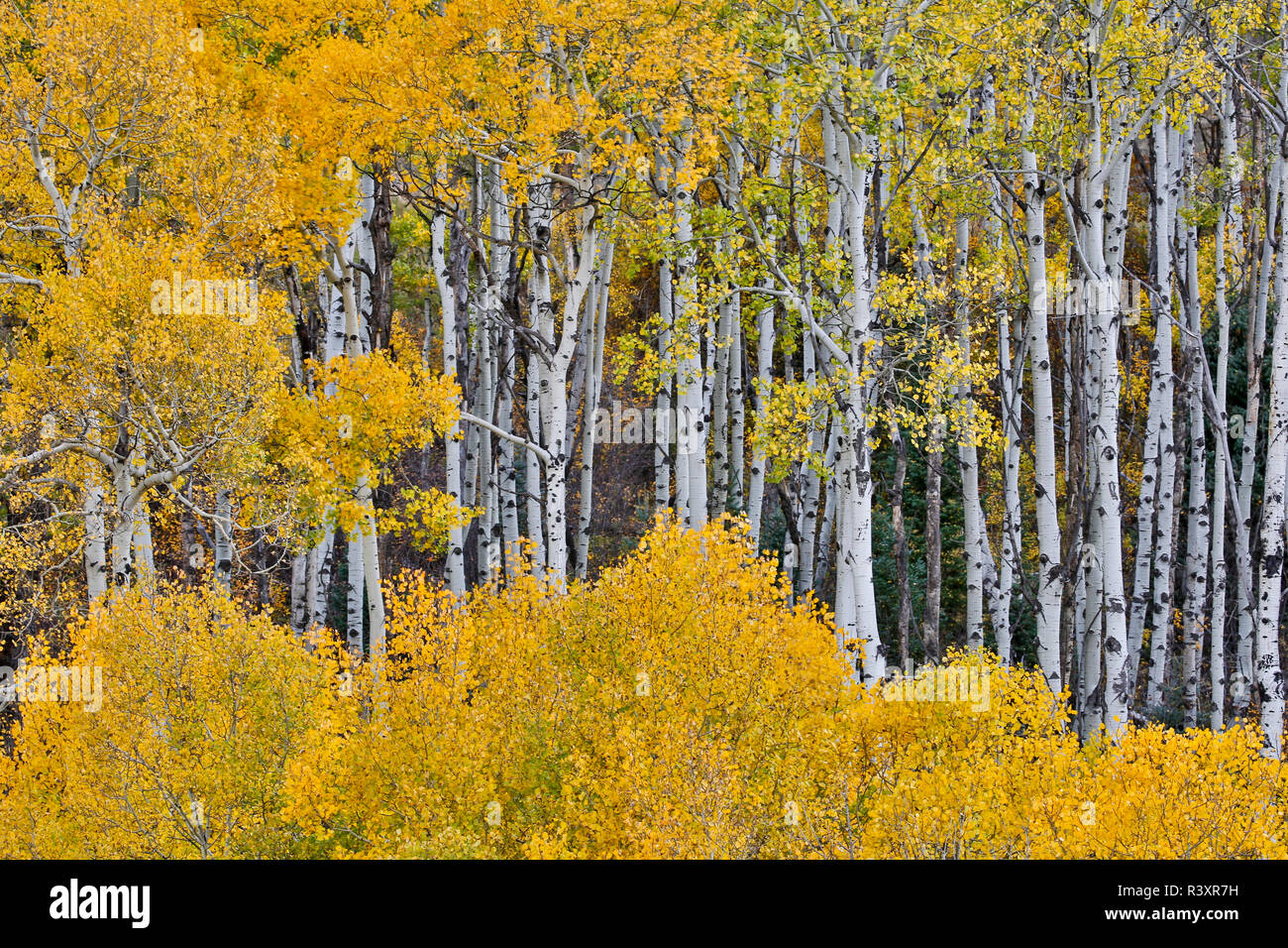 Aspens in fall golden color along McClure Pass, Colorado Stock Photo ...