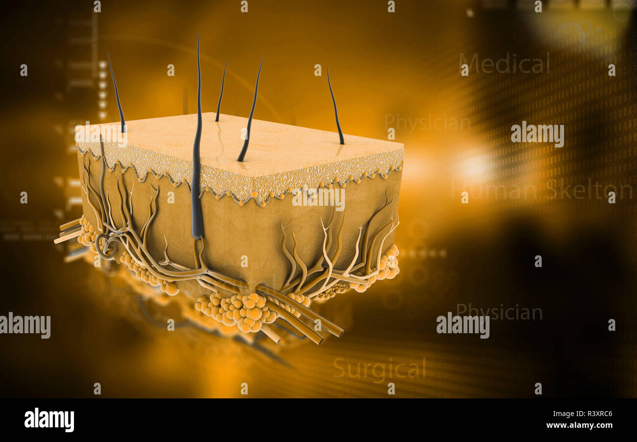 Root hair cells hi-res stock photography and images - Alamy