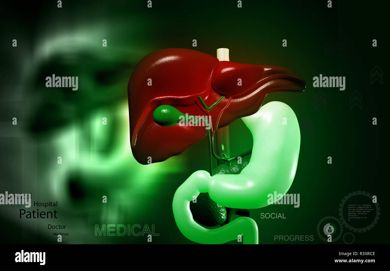 Hospital education stomach hi-res stock photography and images - Alamy