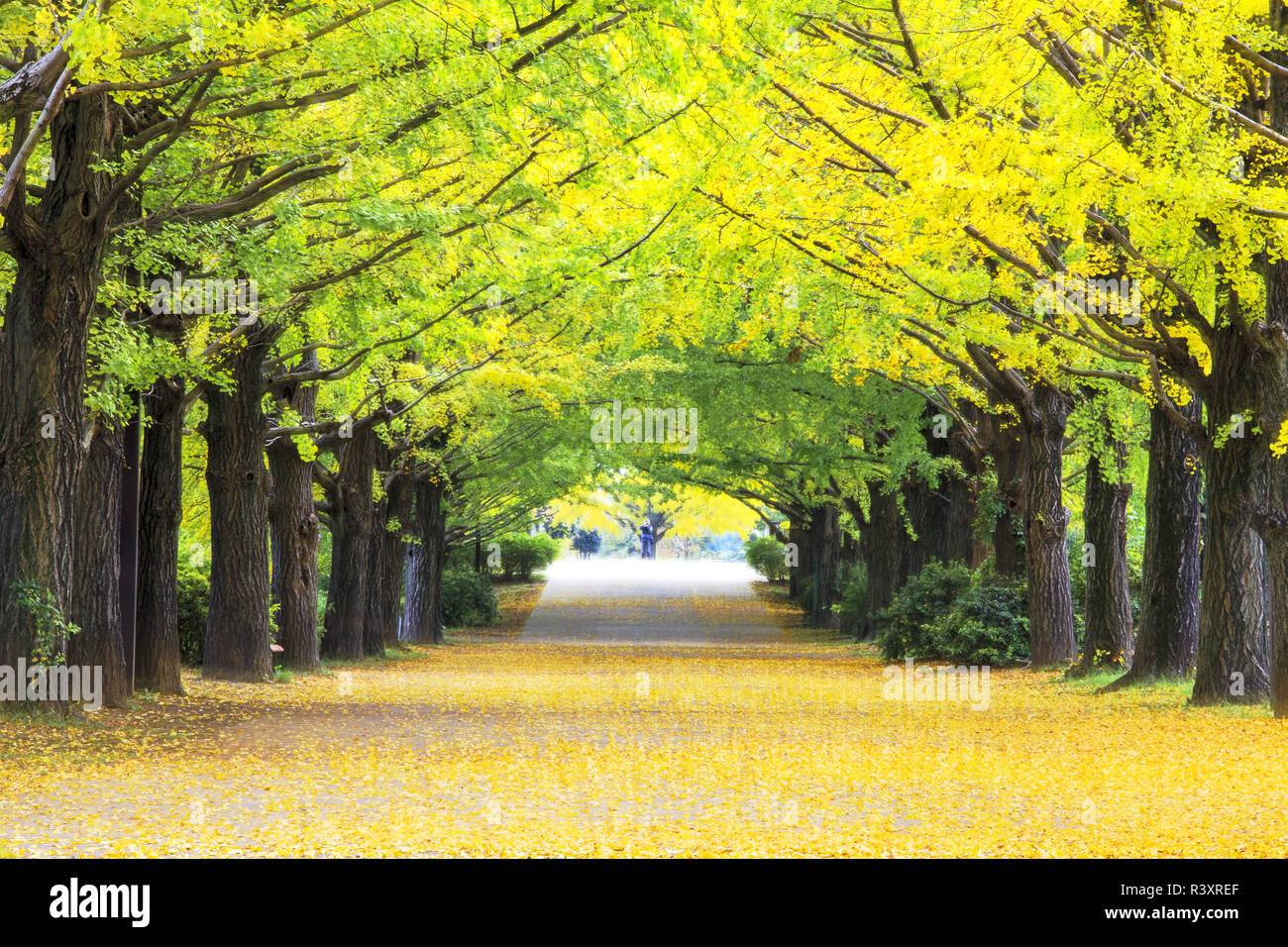 Ginkgo grove hi-res stock photography and images - Alamy